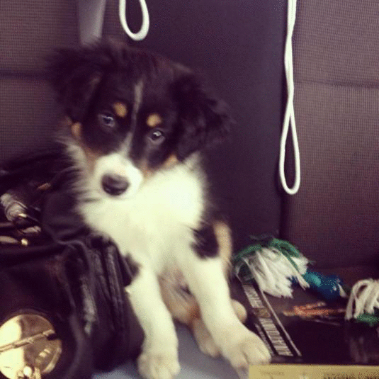 Bogan, Proud Aussie for Life :) New here. on Make a GIF