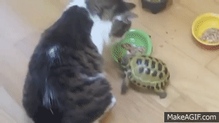 Small turtle attacks a fluffy cat on Make a GIF