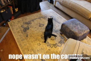 Sass Cat on Make a GIF