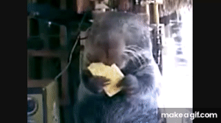 Mammals of the World: Pacarana on Make a GIF