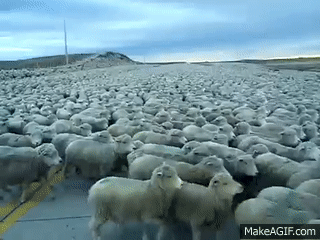 Increíble Piño de Ovejas en Carretera de Punta Arenas on Make a GIF