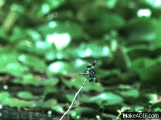 Frog Fail! (Dragonfly escapes frog attack) on Make a GIF