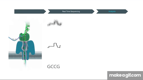 Sequencing DNA (or RNA) | Real-time, Ultra Long-Reads, Scalable ...