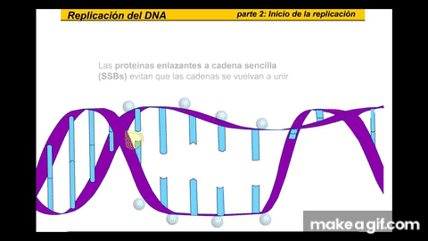 Replicación del ADN (Español) on Make a GIF