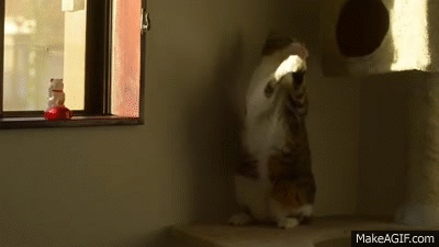 Taro the Cat to Imitate Beckoning Cat 招き猫の真似をする猫のたろちゃん。 on Make a GIF