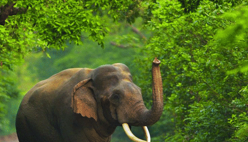 Elephant on Make a GIF