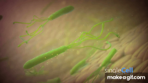 Bacteria h.pylori Animation | Single Cell Animation on Make a GIF