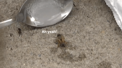 Lemme smash Bee version (Original) on Make a GIF