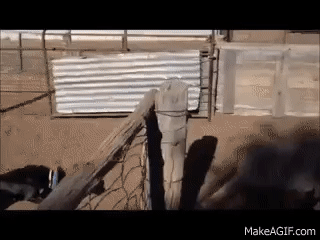 9K-gol is an Animated GIF Image on Make a GIF