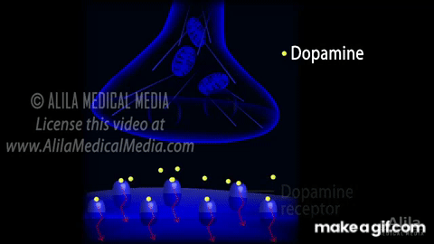 Neuroscience Basics: Dopamine Reward Pathway, Animation. on Make a GIF