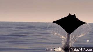 Mobula Rays belly flop to attract a mate - Shark: Episode 2 Preview ...