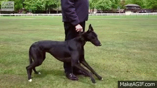 Greyhound Running Gif Dog And Puppy Running, Playing And Eating