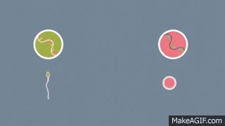 How Evolution works on Make a GIF