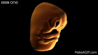 Face Development in the Womb - Inside the Human Body: Creation - BBC ...
