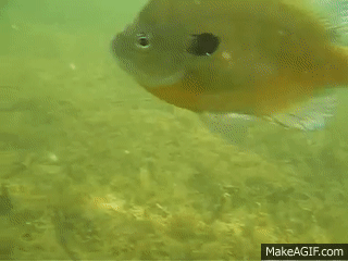 bluegill on Make a GIF