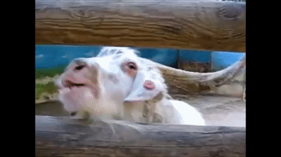 Stupid Goats Making Stupid Noises on Make a GIF