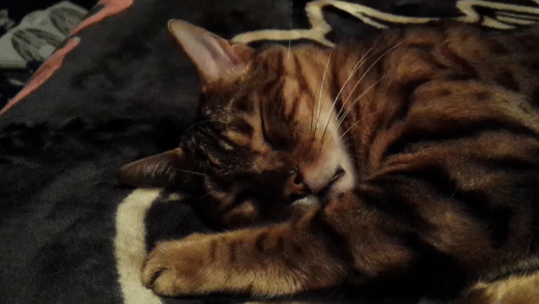 Sleeping Simba on Make a GIF