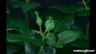 Roses Blooming on Make a GIF