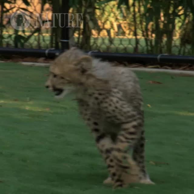 Just like humans, animal friendships come in all - NATURE on PBS on ...