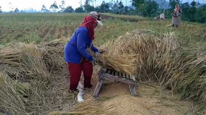 CARA MEMANEN PADI DI SAWAH on Make a GIF
