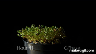 Positive Phototropism | Demonstration on Make a GIF
