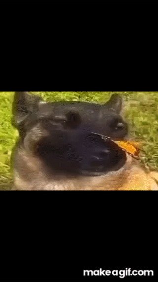 DOG WITH BUTTERFLY MEME #meme #funny #dog #memes #viral on Make a GIF
