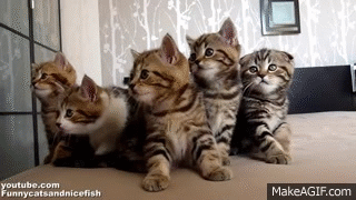 Funny Cats Choir | Dancing Chorus Line of Kittens on Make a GIF