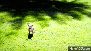 Eagle carries off Small dog on Make a GIF