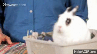 Major RBF on Make a GIF