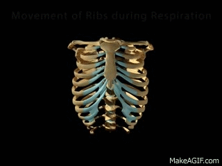 Ribcage Movement During Respiration on Make a GIF