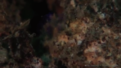 The secret to the sea sapphire’s colors and invisibility on Make a GIF