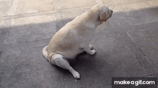 Perro Rascandose el ano on Make a GIF