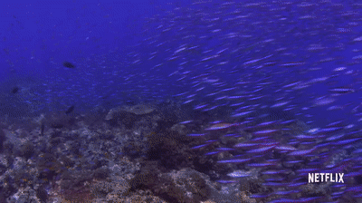 destruction of coral reefs on Make a GIF