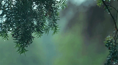 Nature Gifs on Make a GIF