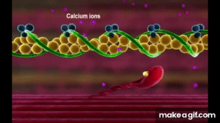 crossbridge cycle on Make a GIF