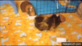 Chewy Says Eff It on Make a GIF