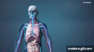 The Endocannabinoid System on Make a GIF