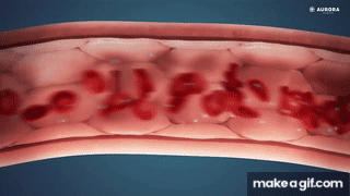 The Endocannabinoid System on Make a GIF