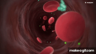 The Endocannabinoid System on Make a GIF
