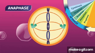 Mitosis and the Cell Cycle: Crash Course Biology #29 on Make a GIF