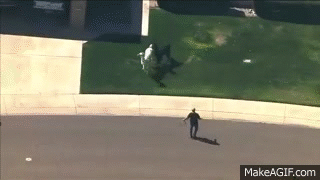 Llama Chase set to Yakety Sax on Make a GIF