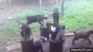 The 2016 Goat Rodeo Rankings! on Make a GIF