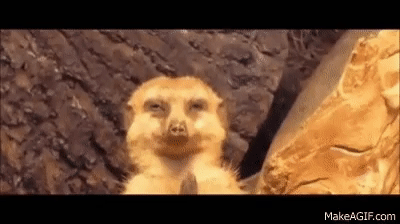 Meerkat falling asleep on Make a GIF