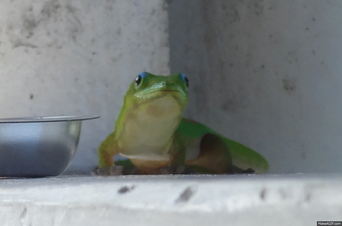 Happy Gecko Dance on Make a GIF