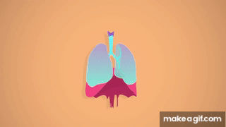 Respiratory System, Part 1: Crash Course A&P #31 on Make a GIF