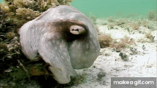 Mimic Octopus: Master of Disguise on Make a GIF