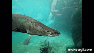 Sexy Fish on Make a GIF