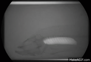 Fish Suction Power: XROMM Animation on Make a GIF