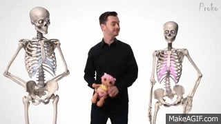 Anatomy of the Pelvis - for Artists on Make a GIF