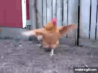 A strutting chicken on Make a GIF